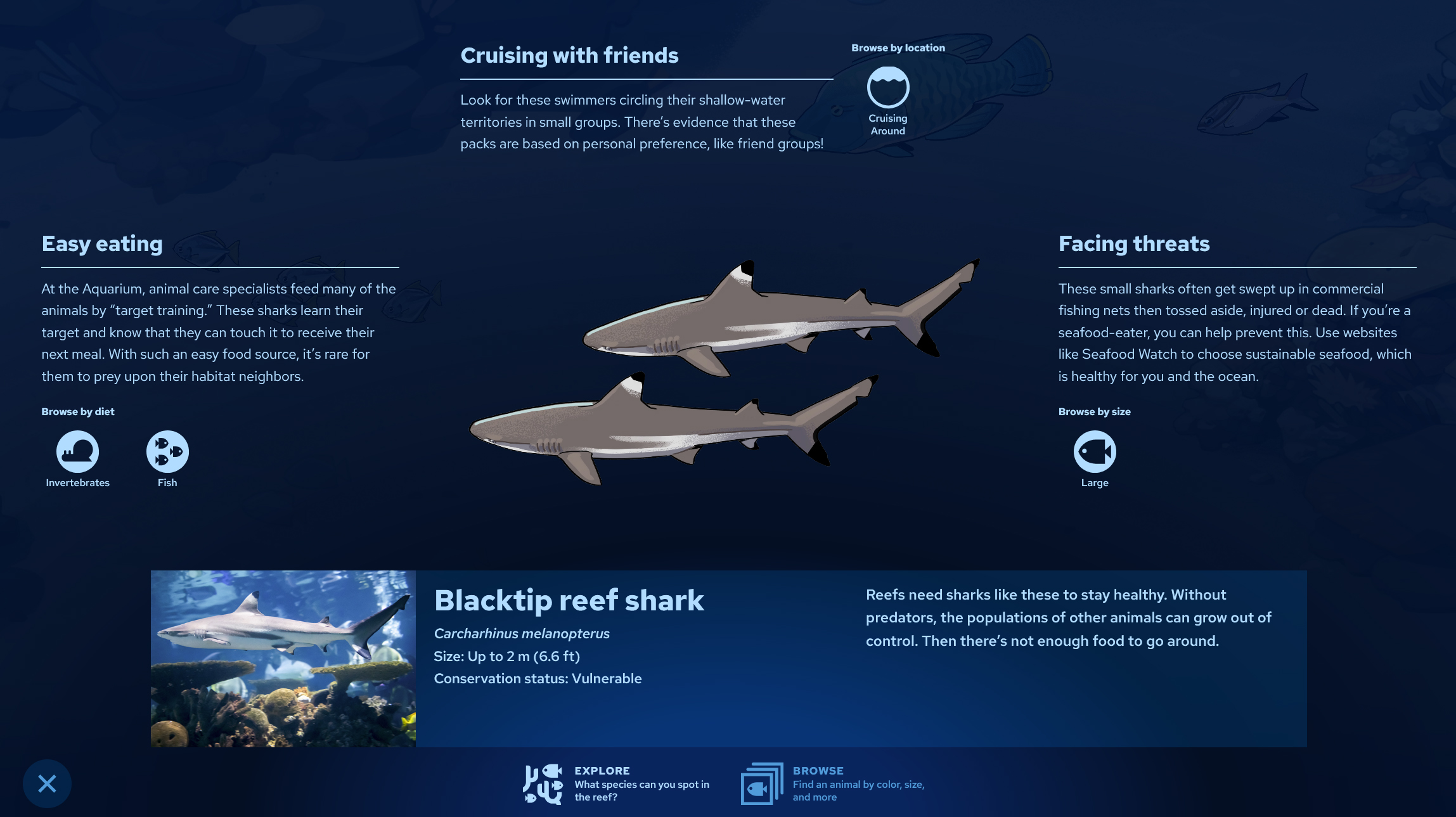 Blacktip Reef | Night Kitchen