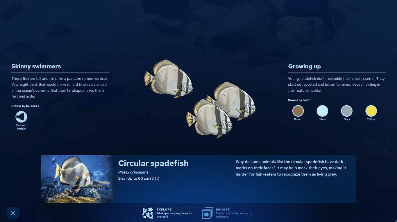 Blacktip Reef | Night Kitchen